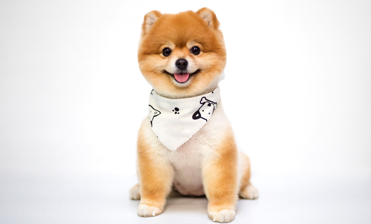 6 Best Haircuts for Pomeranians - PomsCare