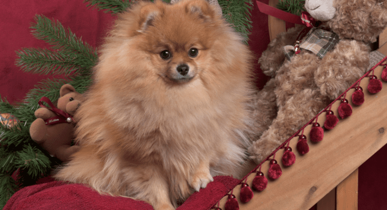 Pomeranian Colors – Various Combinations, Markings, and Types