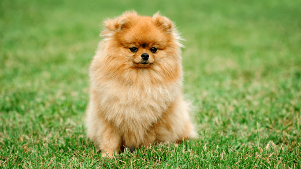 Pomeranian Dog Breed Guide - PomsCare