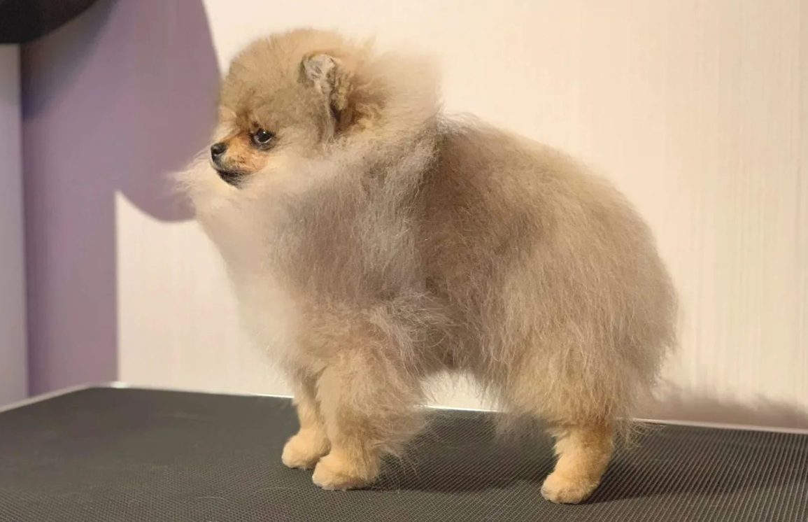 Beaver Pomeranian Breed Information Guide