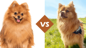 Throwback Pomeranian Dog Breed - Facts, Traits and Care