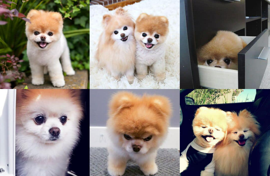 What Kind Of Dog Is Boo And Buddy