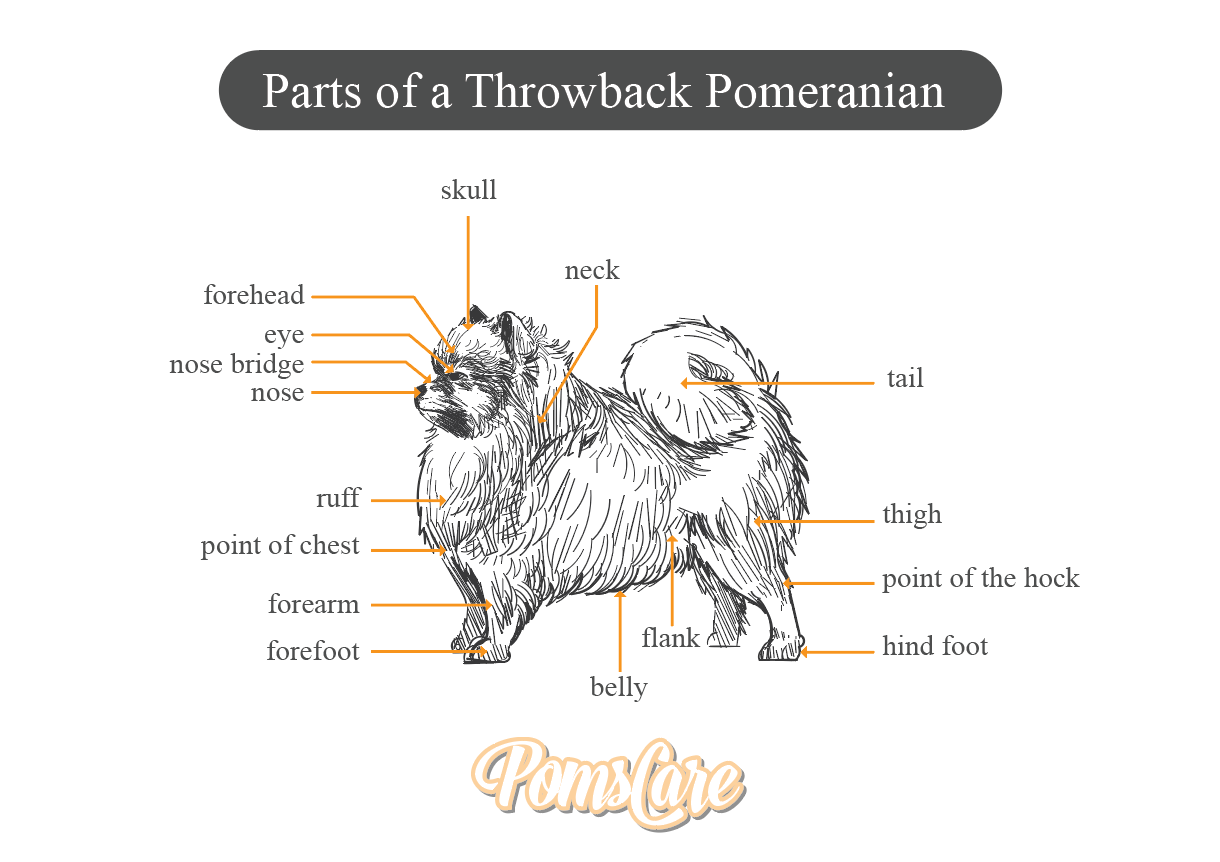 Throwback Pomeranian Dog Breed - Facts, Traits and Care