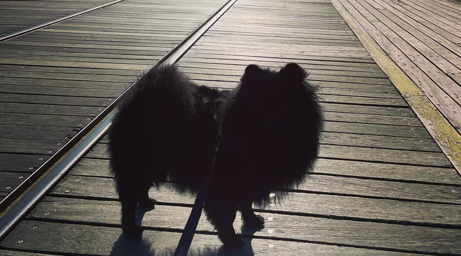 Black Pomeranians - Appearance, Care, Breeding