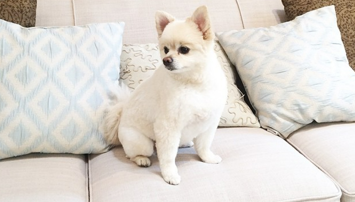 6 Best Haircuts for Pomeranians - PomsCare