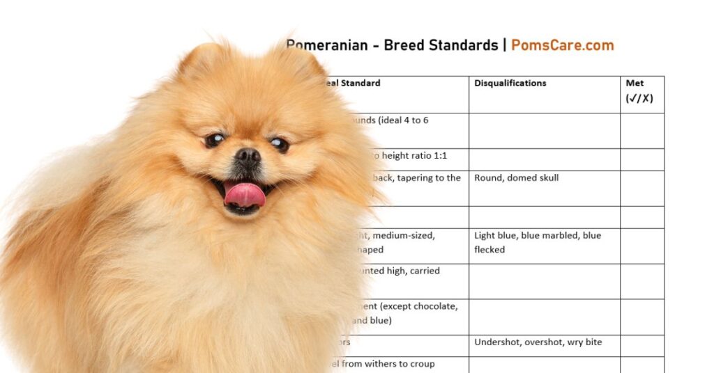 Guide to Pomeranian Breed Standards - Checklist Template