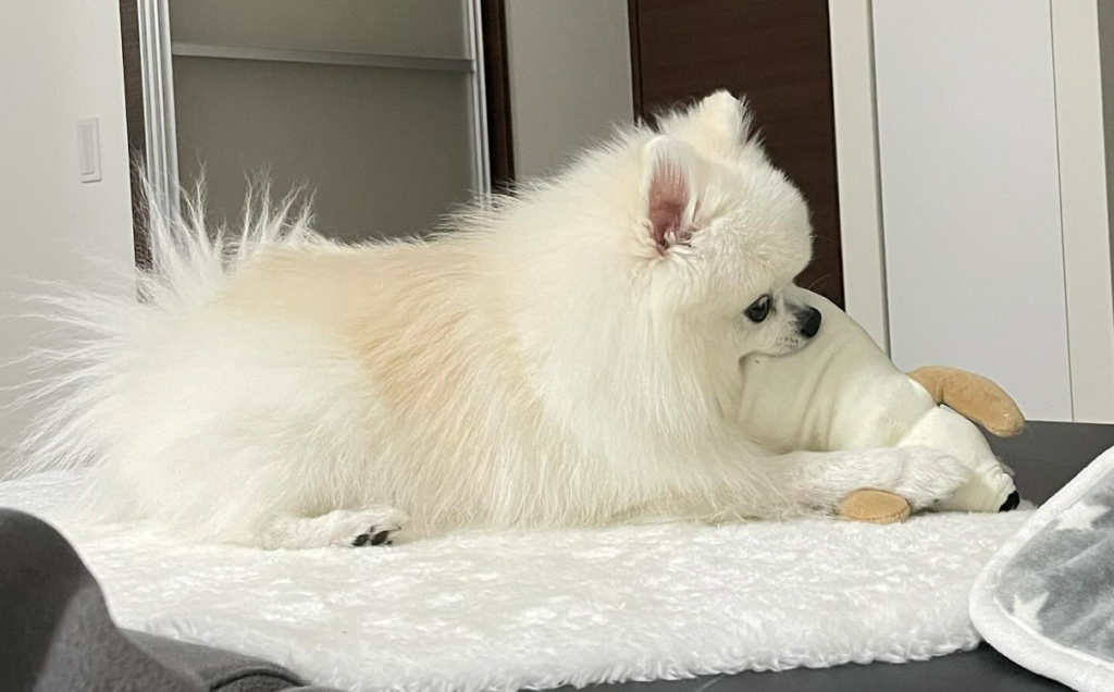 Understanding Why Your Pomeranian's Tail Is Down - PomsCare